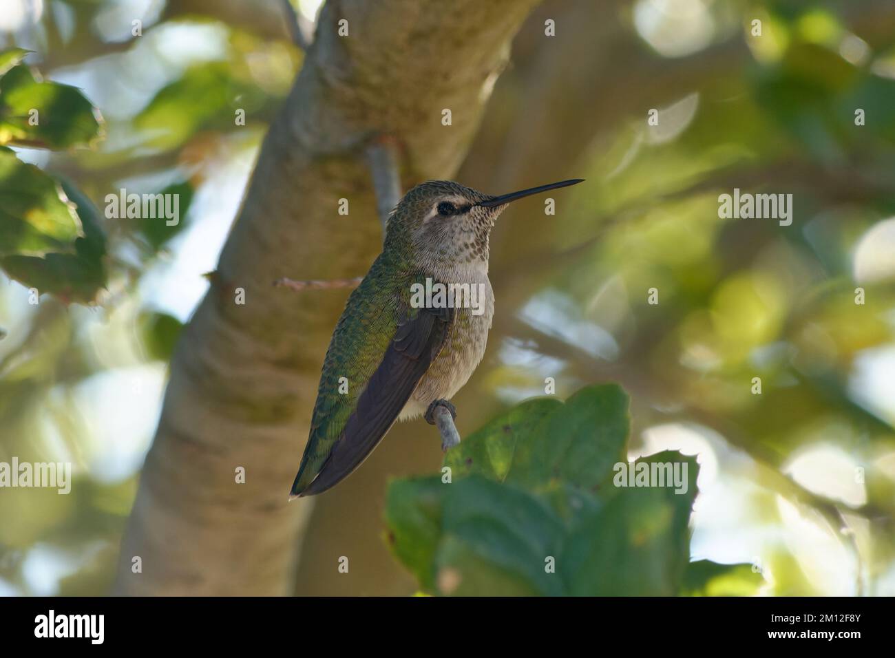 Female Calliope Hummingbird in Napa Valley Stock Photo - Alamy