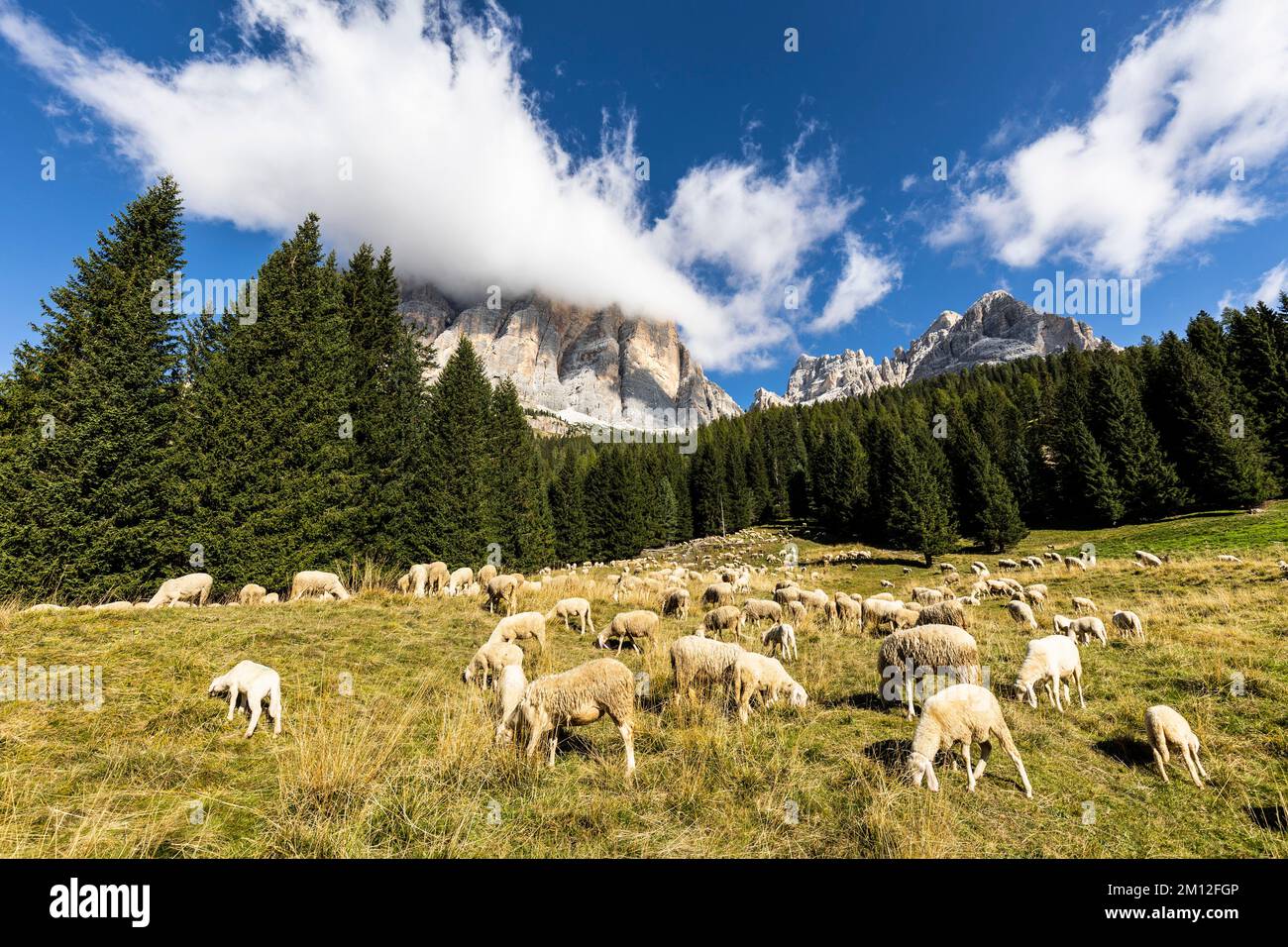 Europe, Italy, Alps, Dolomites, Mountains, sheep herd with Tofana peak ...