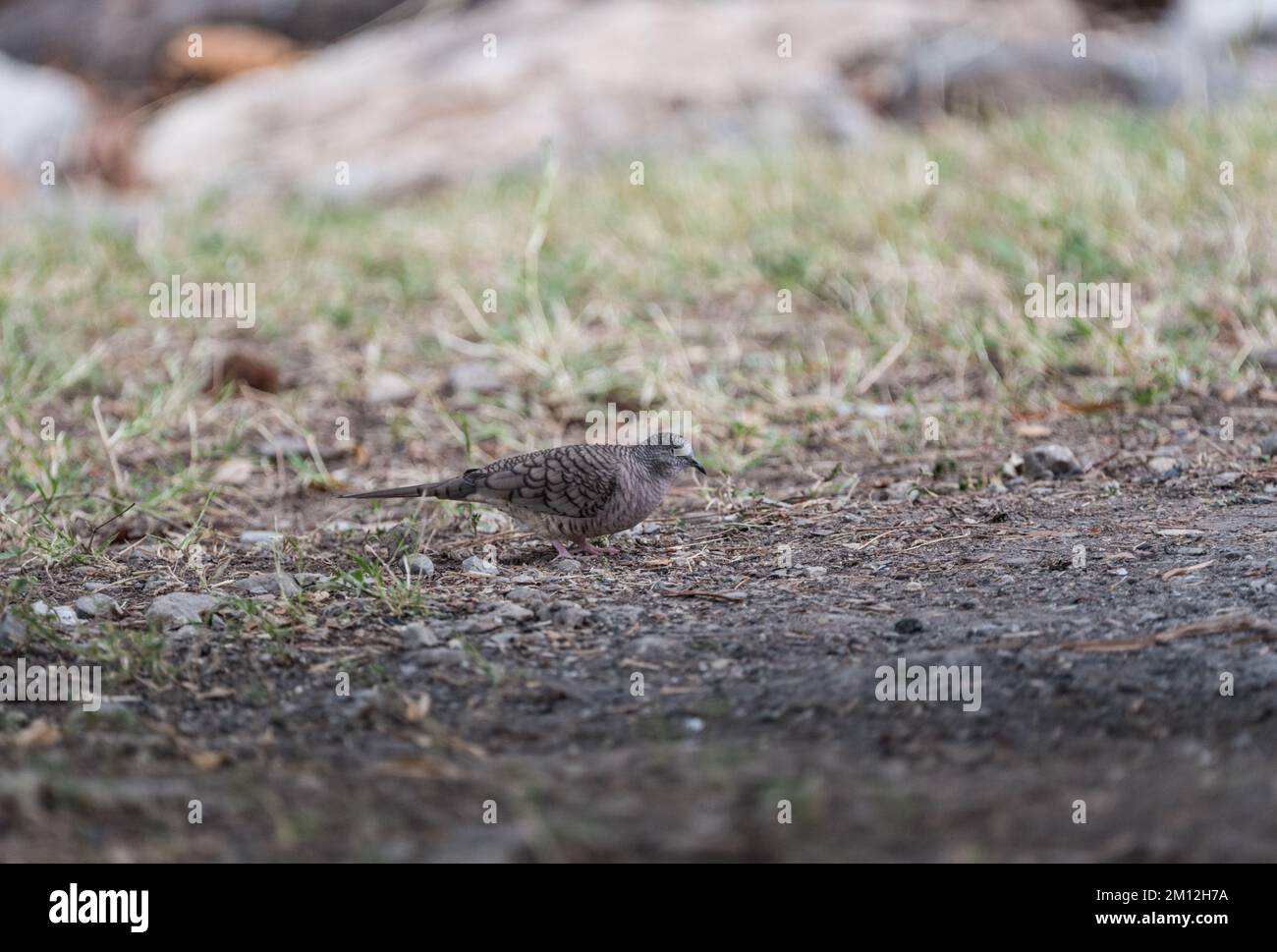 Tortolita mexicana hi-res stock photography and images - Alamy