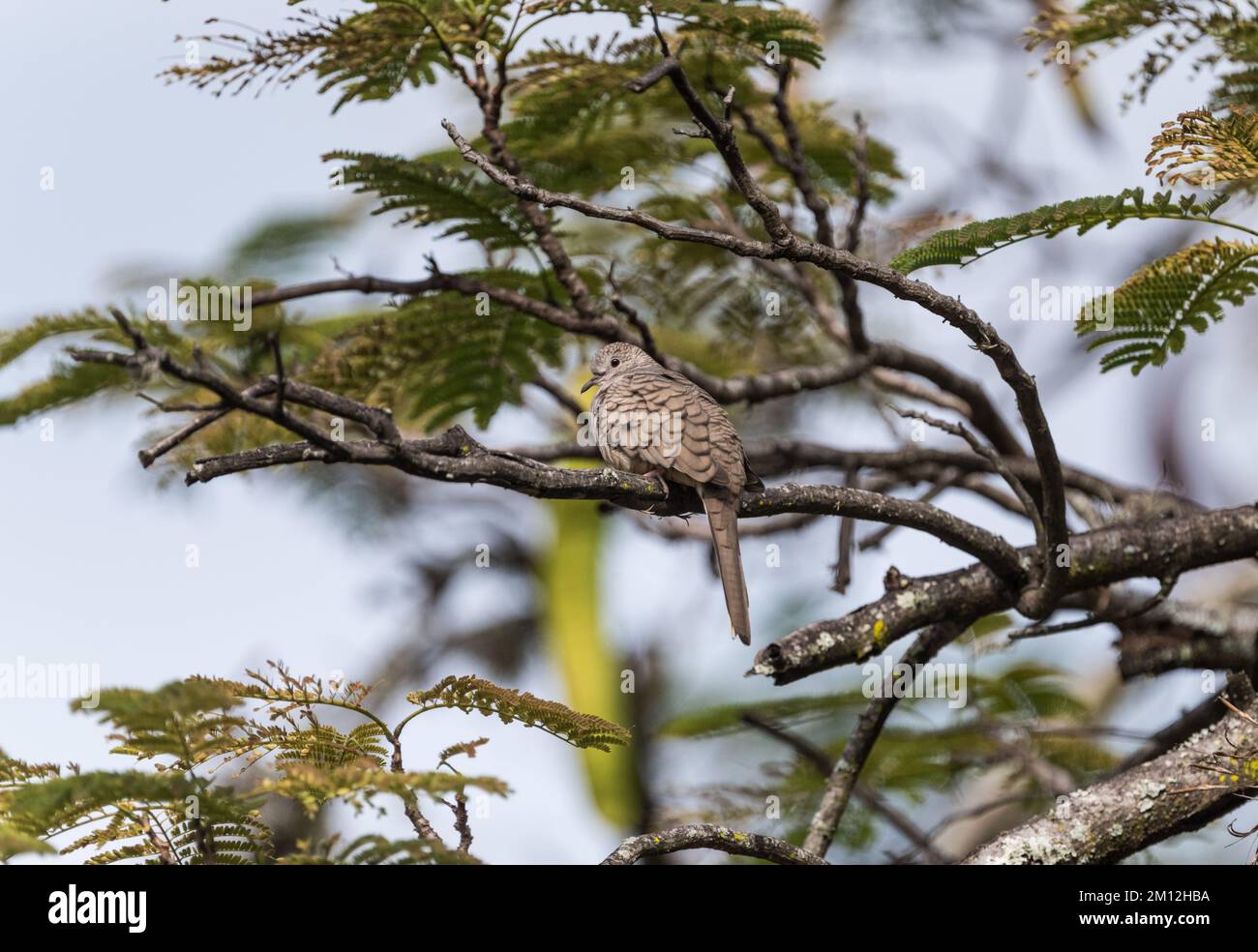 Tortolita mexicana hi-res stock photography and images - Alamy