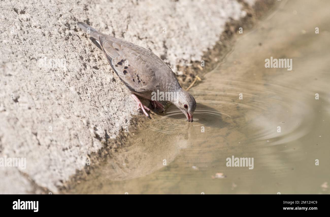 Columbina inca hi-res stock photography and images - Alamy