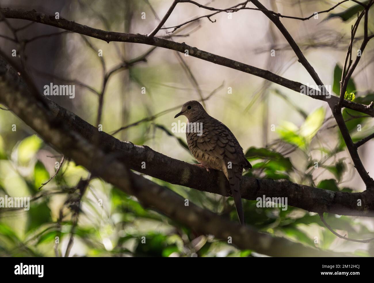 Tortola pechipunteada hi-res stock photography and images - Alamy