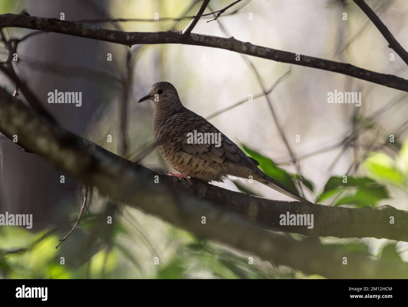 Tortolita cola larga hi-res stock photography and images - Alamy