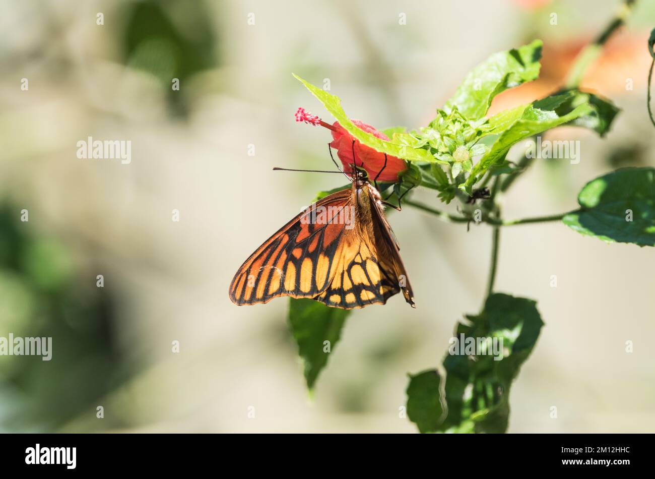 Foraging Mexican Silverspot butterfly (Dione moneta Stock Photo - Alamy