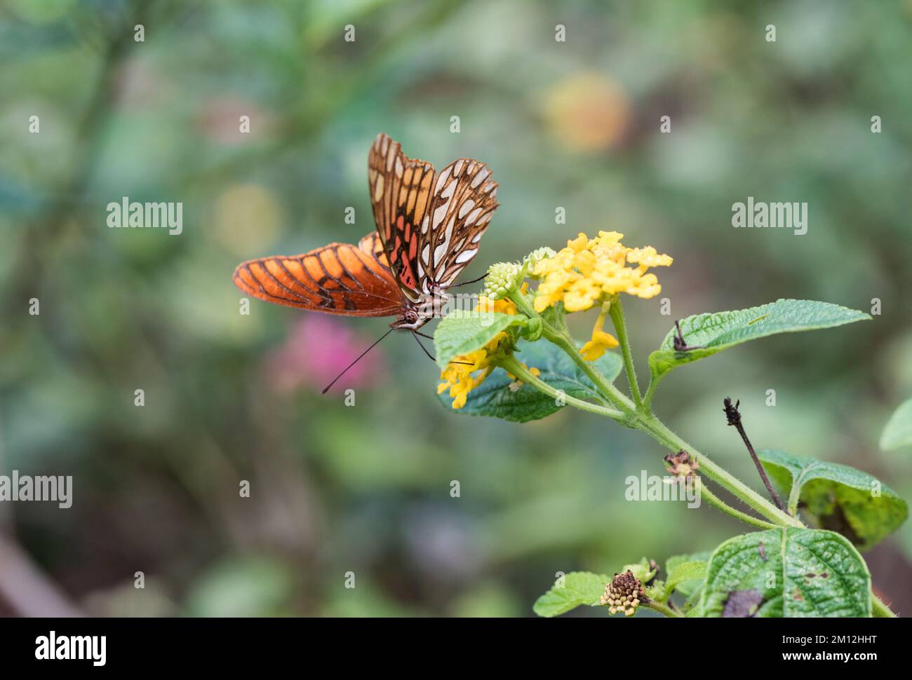 Foraging Mexican Silverspot butterfly (Dione moneta Stock Photo - Alamy