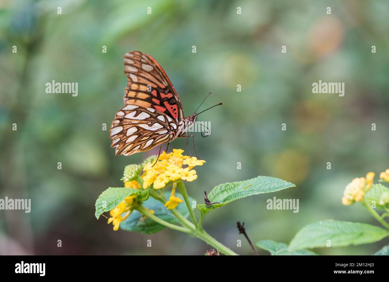 Foraging Mexican Silverspot butterfly (Dione moneta Stock Photo - Alamy