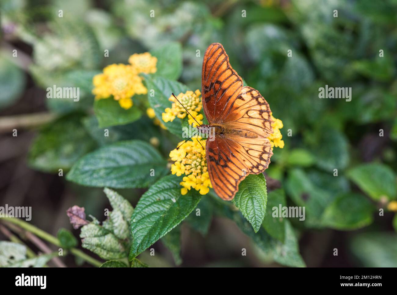Foraging Mexican Silverspot butterfly (Dione moneta Stock Photo - Alamy