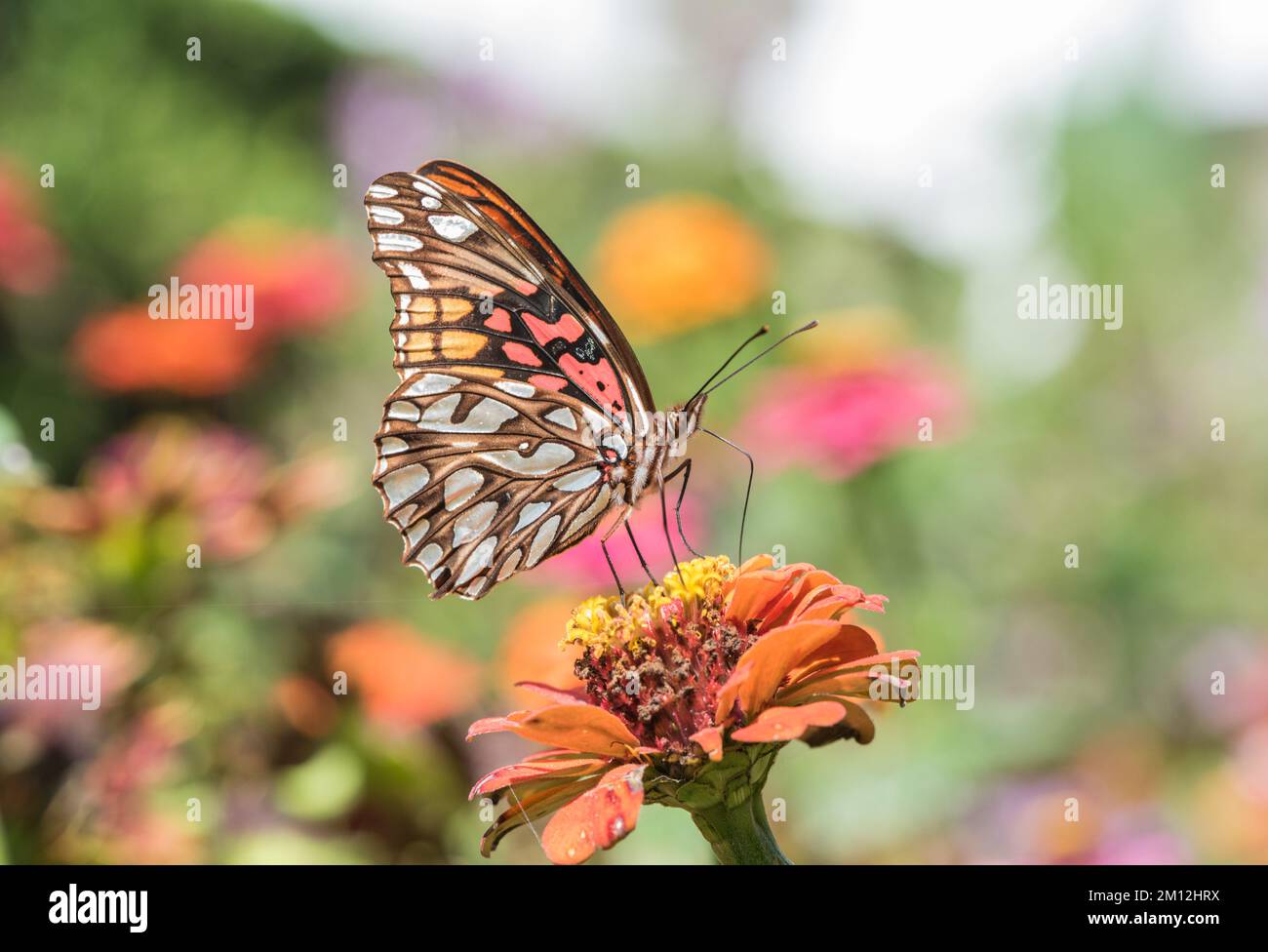 Foraging Mexican Silverspot butterfly (Dione moneta Stock Photo - Alamy