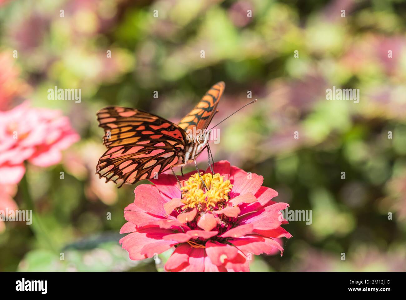 Foraging Mexican Silverspot butterfly (Dione moneta Stock Photo - Alamy