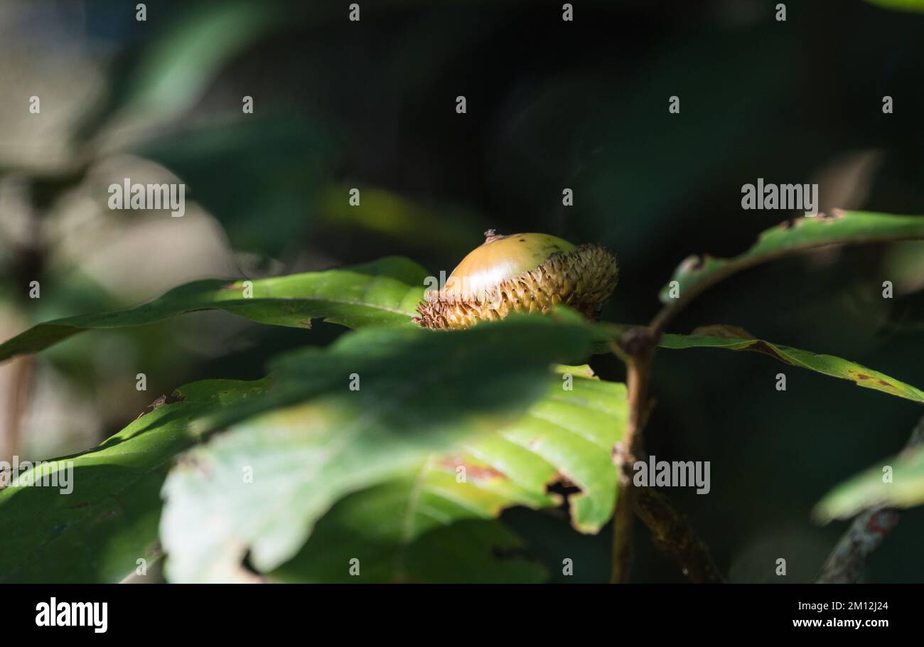 Acorn of the Tropical White Oak (Quercus insignis). This oak produces ...