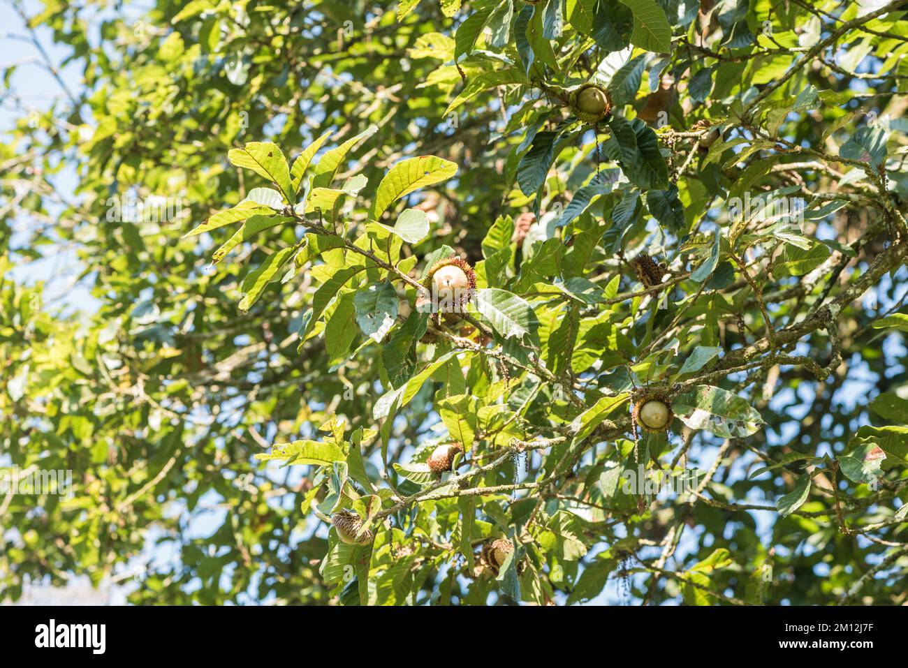 Acorn of the Tropical White Oak (Quercus insignis). This oak produces ...