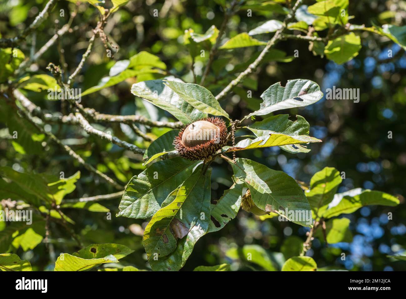 Quercus insignis hi-res stock photography and images - Alamy