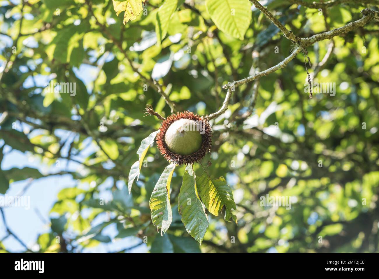 Acorn of the Tropical White Oak (Quercus insignis). This oak produces the largest acorns in the ...