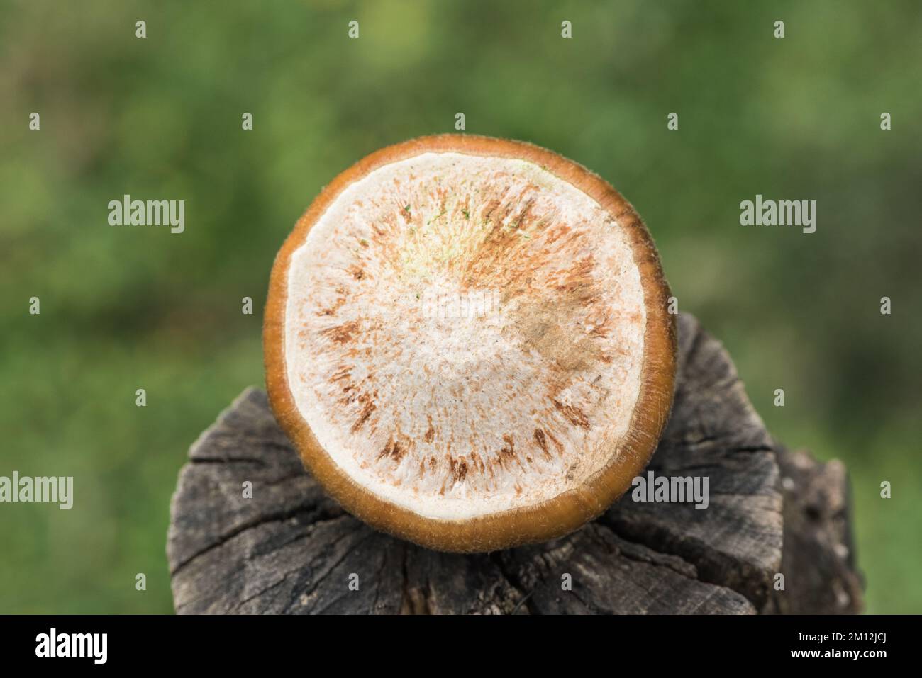 Acorn of the Tropical White Oak (Quercus insignis). This oak produces ...