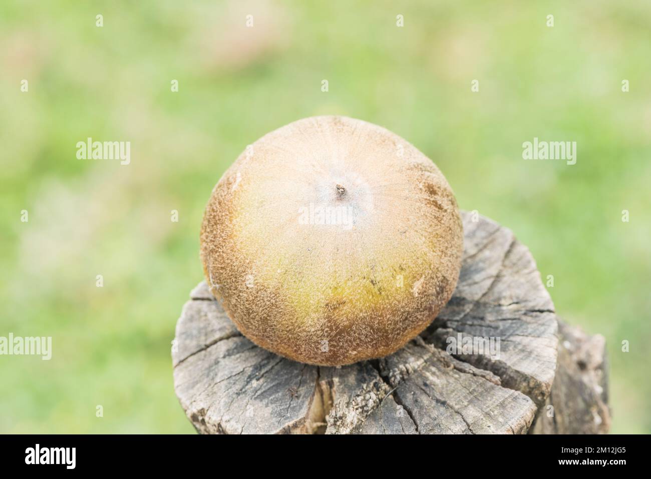 Acorn of the Tropical White Oak (Quercus insignis). This oak produces ...