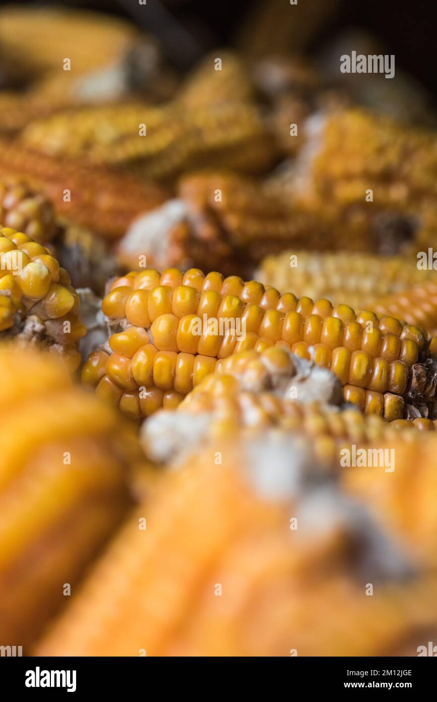 Corn maize cobs hi-res stock photography and images - Alamy