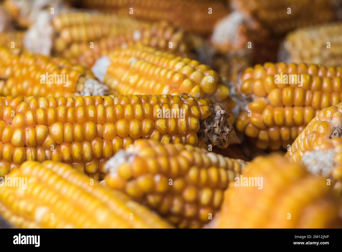 Stored corn/maize cobs in Mexico Stock Photo - Alamy