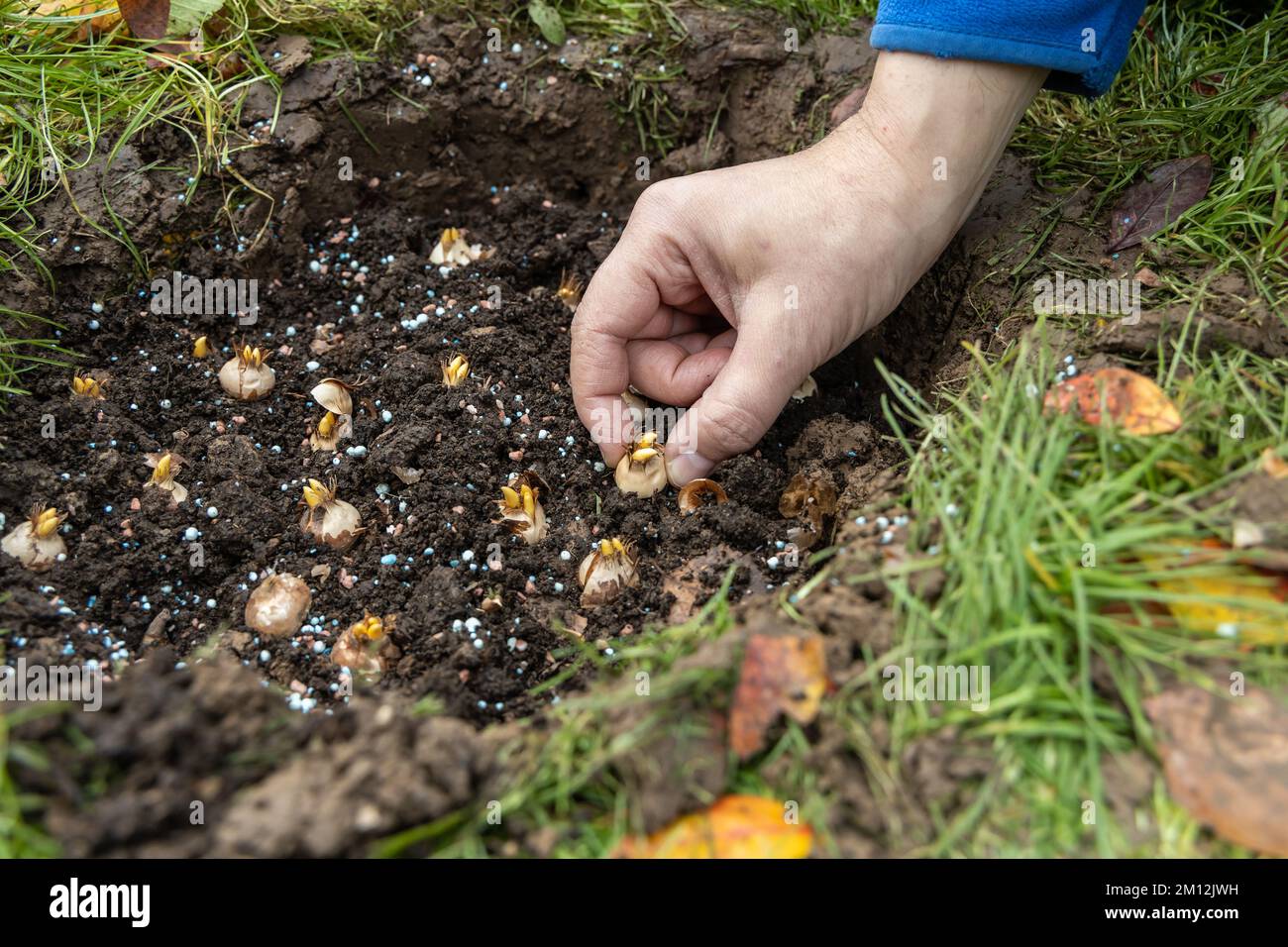 hand sadi in soil-soil flower bulbs. Hand holding a crocus bulb before ...