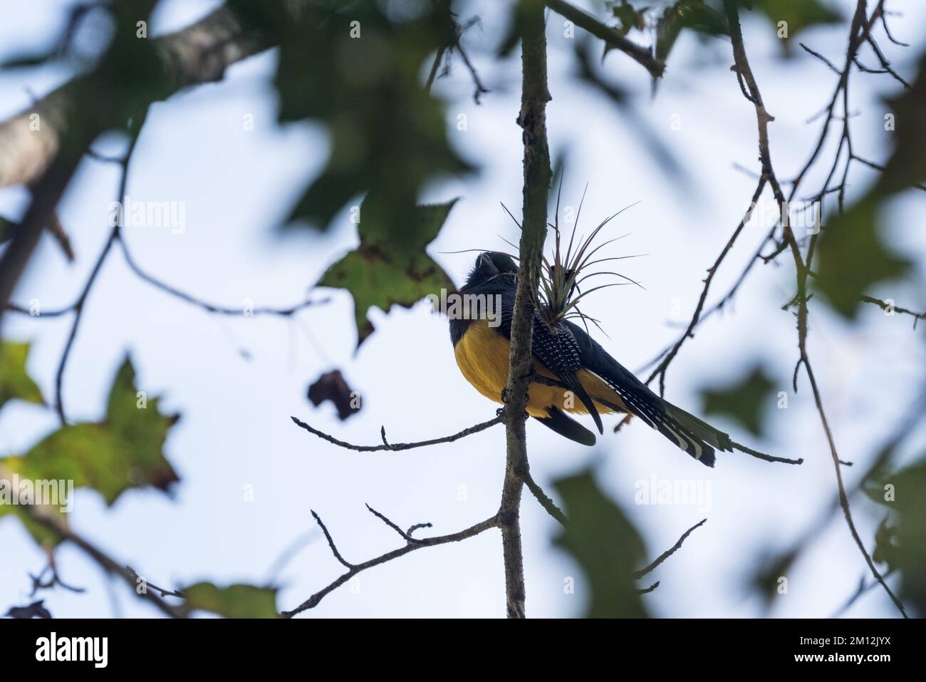 Perched Gartered Trogon (Trogon caligatus Stock Photo - Alamy