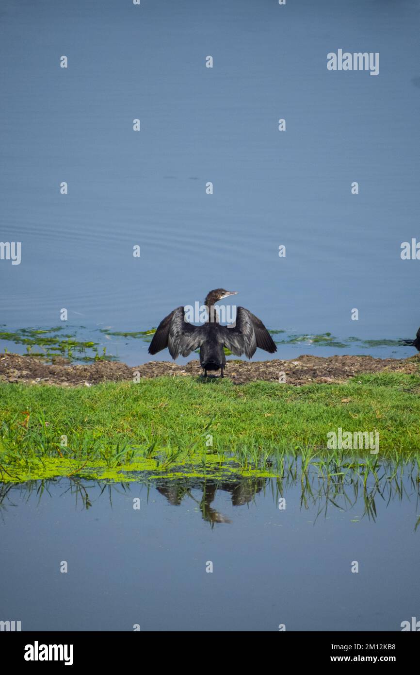 A vertical shot of a beautiful cormorant bird on a bright green field ...