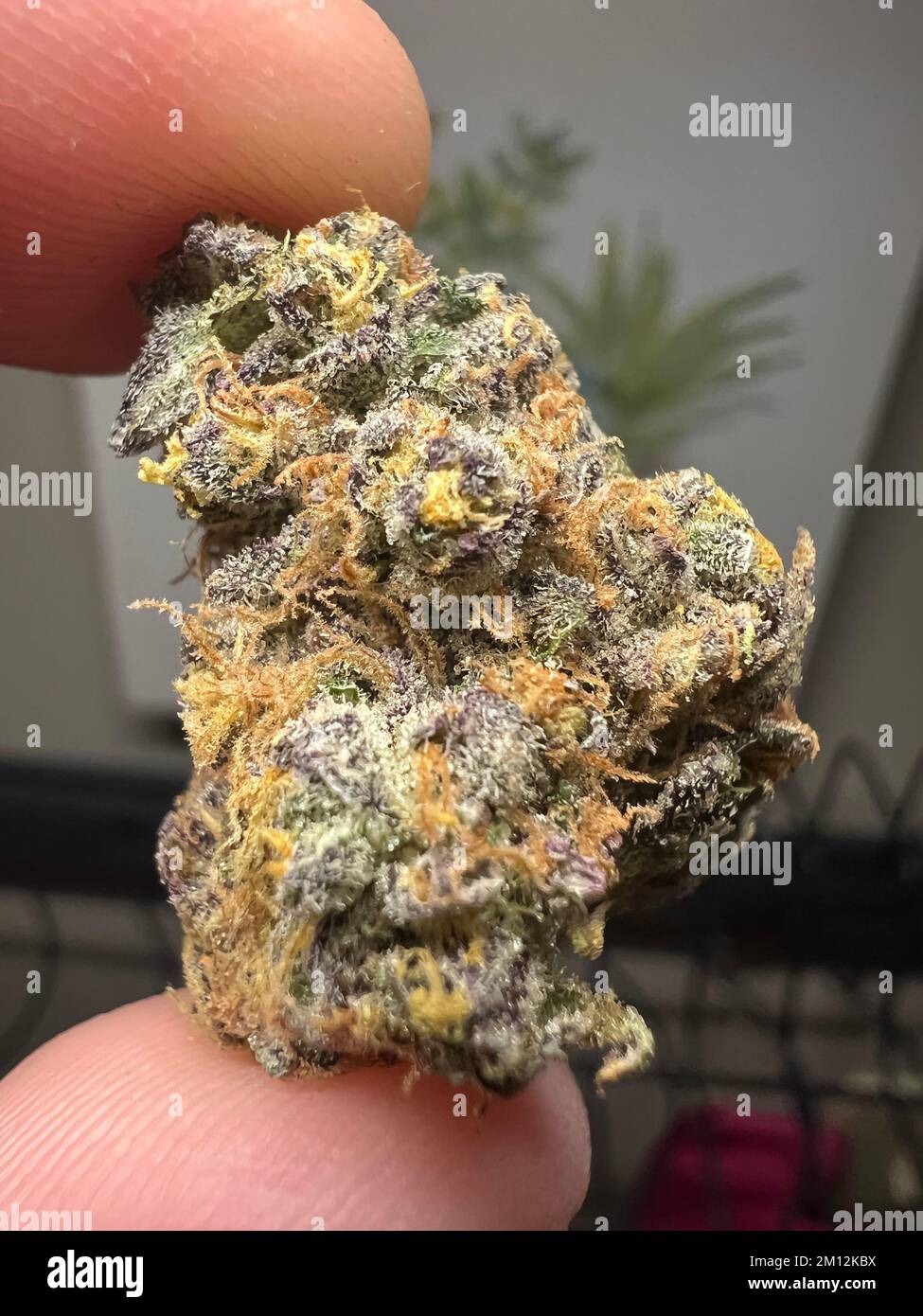 A closeup of a high-quality cannabis sample Stock Photo - Alamy