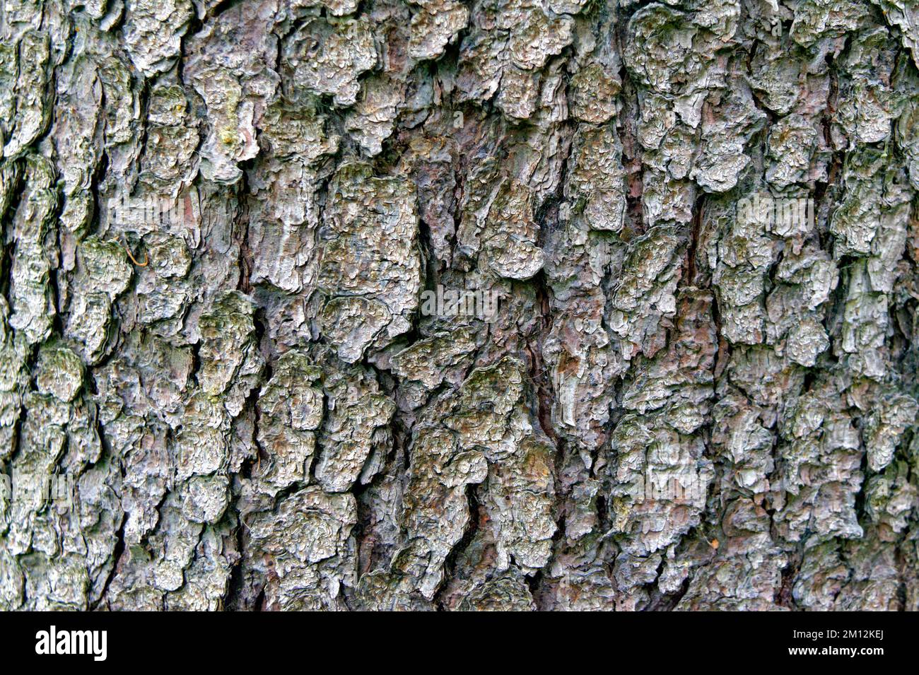 Relief spruce bark texture. Close-up image of tree bark texture ...