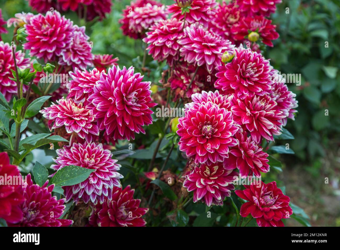 Beautiful red dahlia in the garden. Dahlia flowers Stock Photo - Alamy