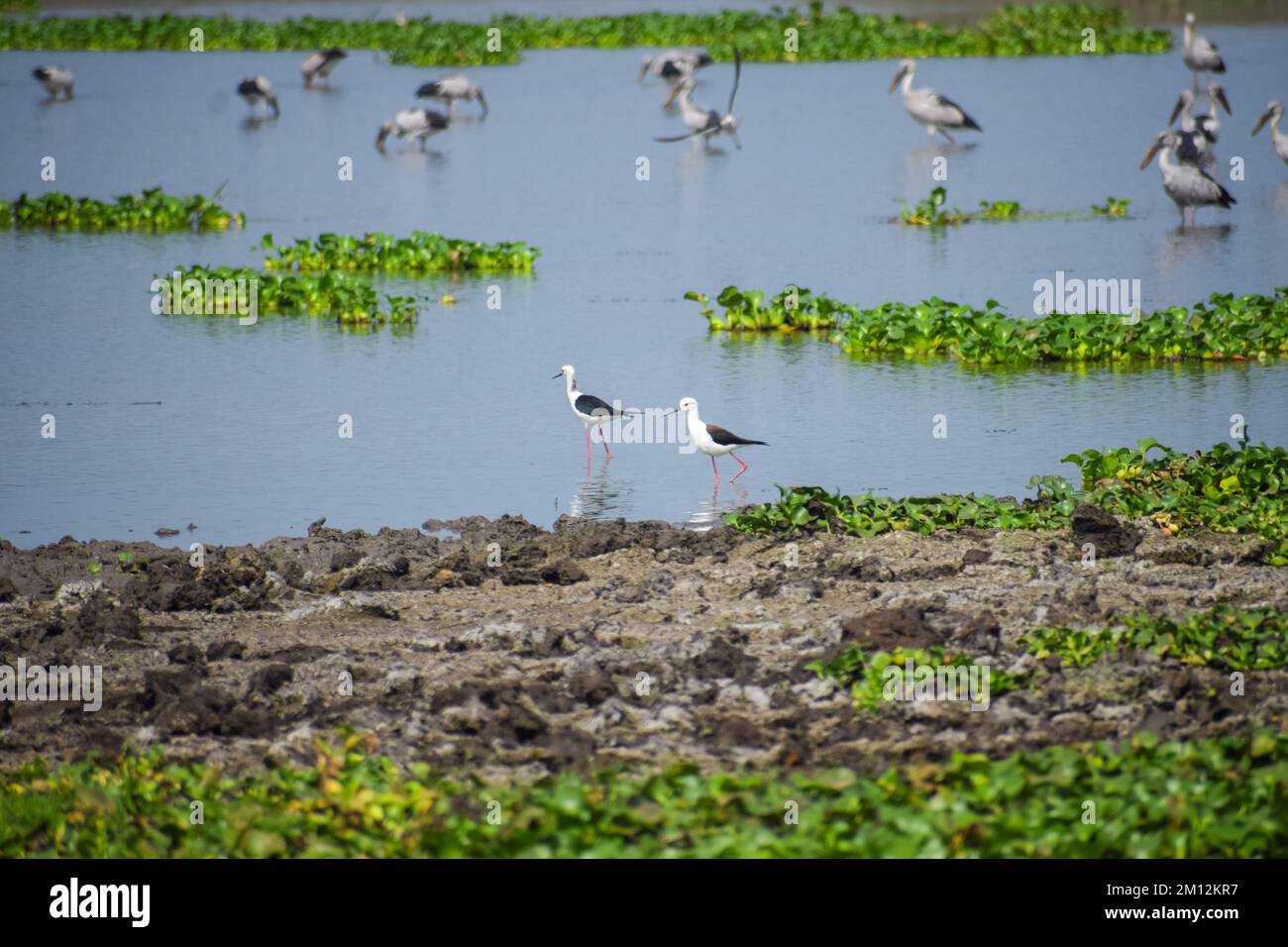A group of beautiful Indian storks swimming in the lake Stock Photo - Alamy