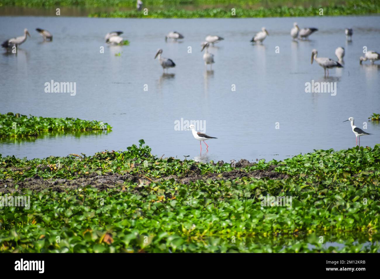 A group of beautiful Indian storks swimming in the lake Stock Photo - Alamy