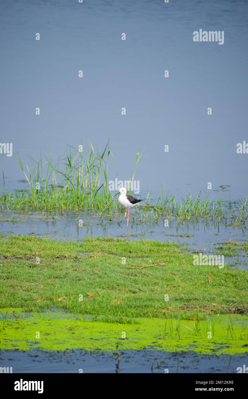 A vertical shot of an adorable stilt bird on a shore with a lake in the ...