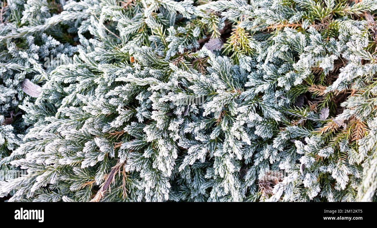 evergreen plant covered in hoar frost on a frozen cold icey morning ...