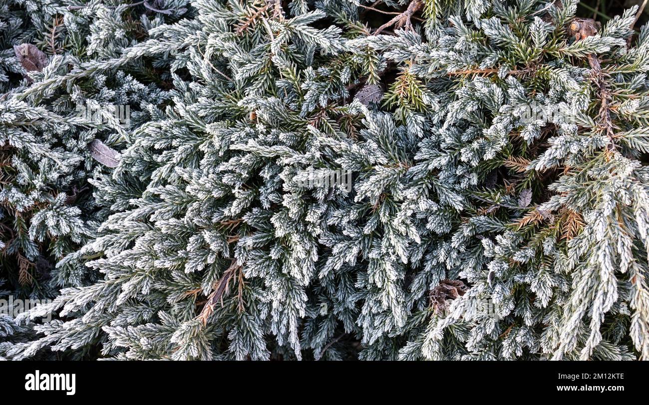 evergreen plant covered in hoar frost on a frozen cold icey morning ...