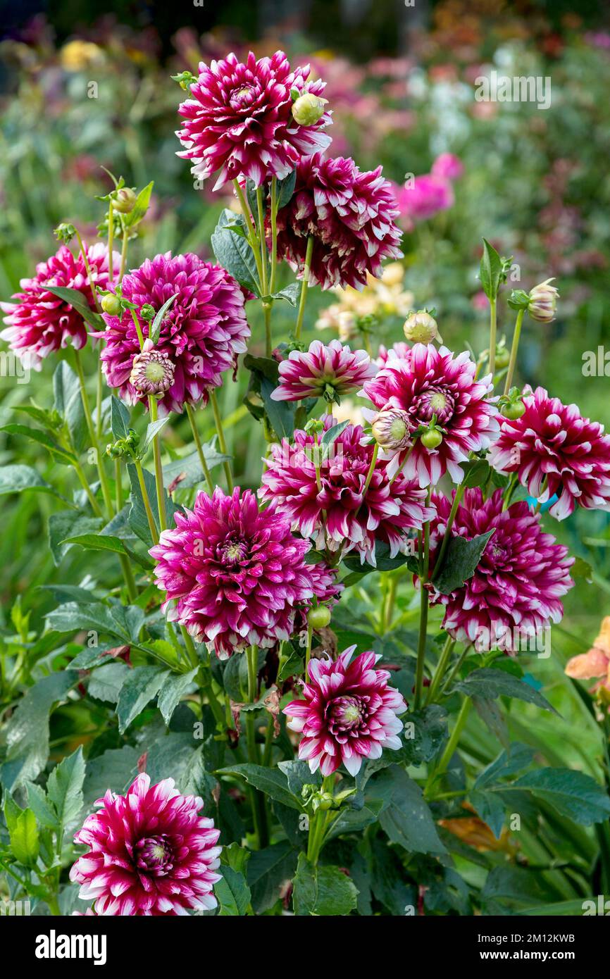 Beautiful red dahlia in the garden. Dahlia flowers Stock Photo - Alamy