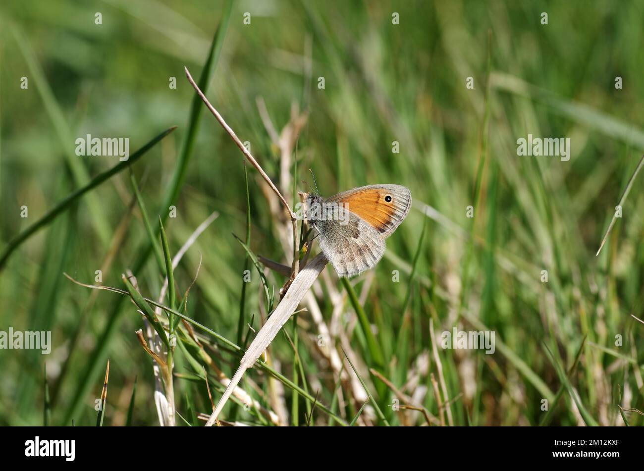 Small heath (Coenonympha pamphilus), butterfly, wing, meadow, the small ...