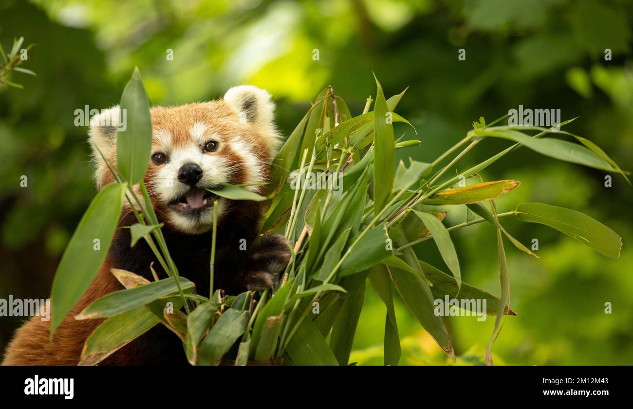 Red panda eating green bamboo Stock Photo - Alamy