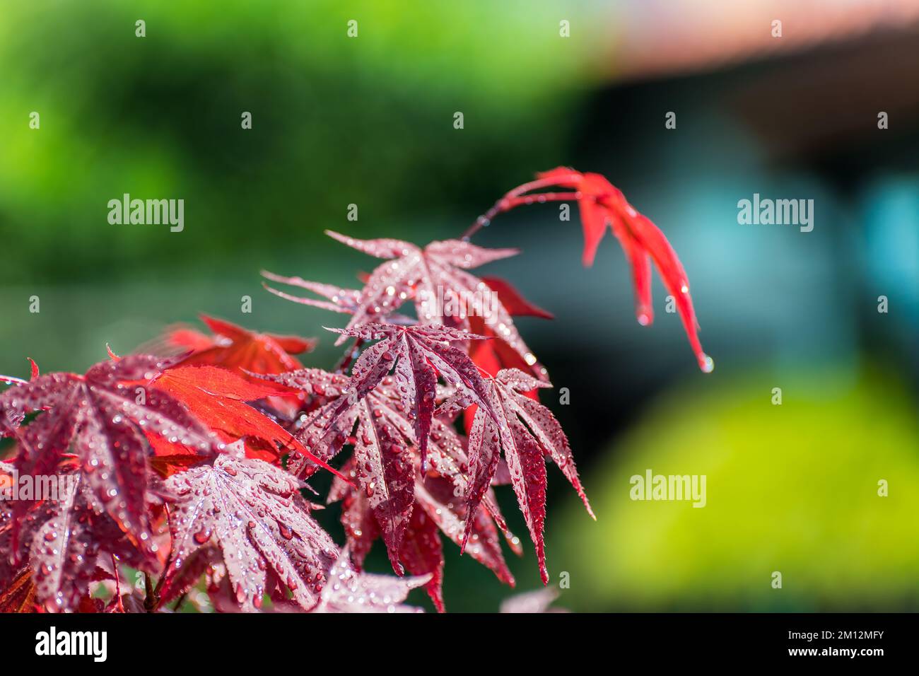 Beautiful Japanese maple twig with water drops on blurry nature ...