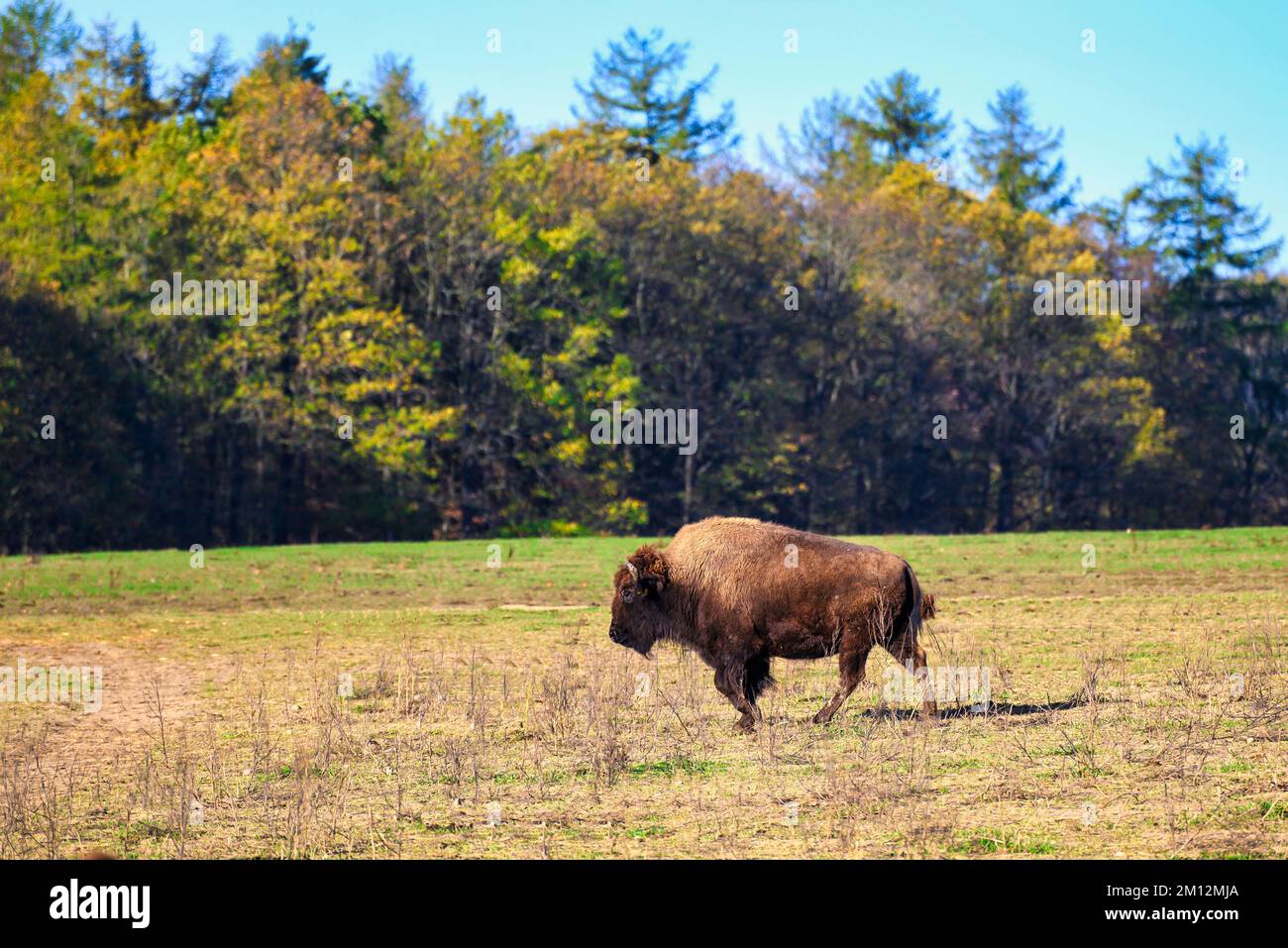 A view of a bison in the middle of Germany in the nature park near ...