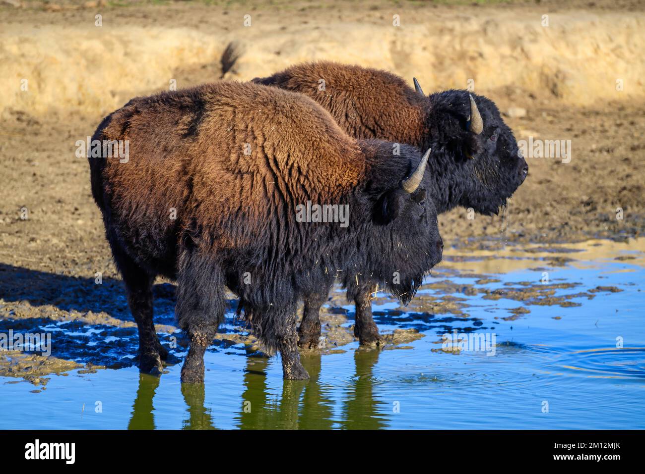 A view of a bison in the middle of Germany in the nature park near ...
