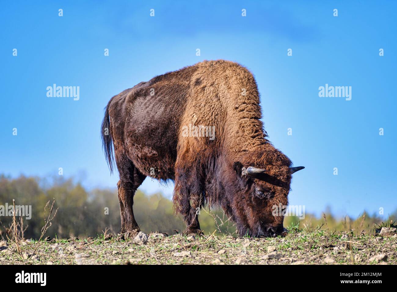 A view of a bison in the middle of Germany in the nature park near ...