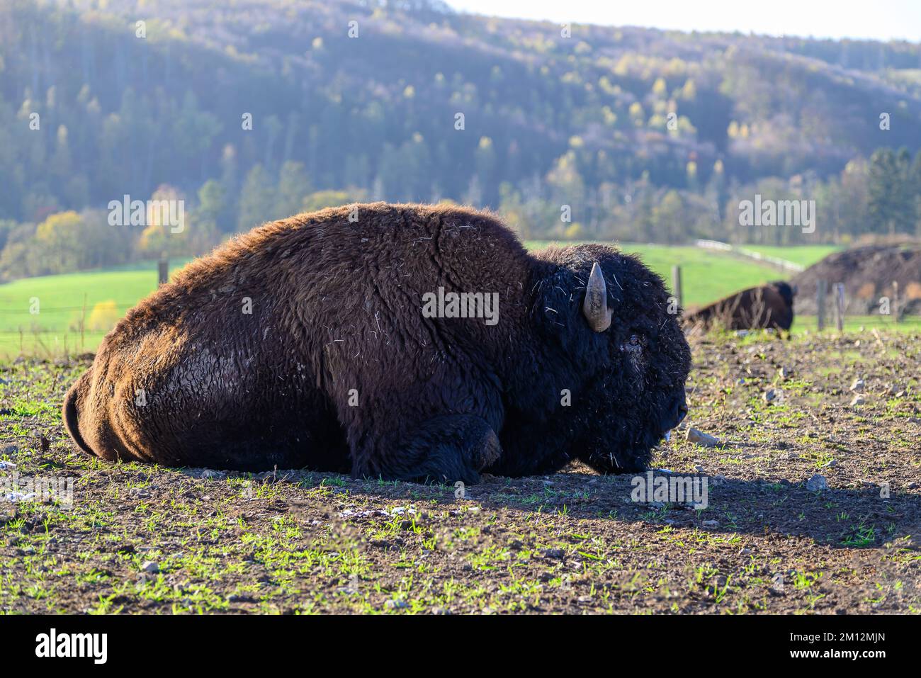 A view of a bison in the middle of Germany in the nature park near ...