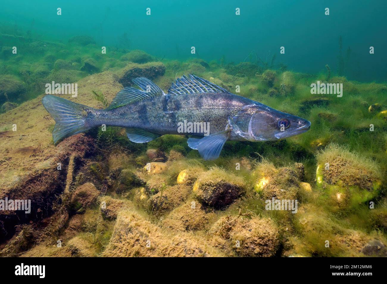 Female specimen Female pike-perch (Sander lucioperca) swims over ...