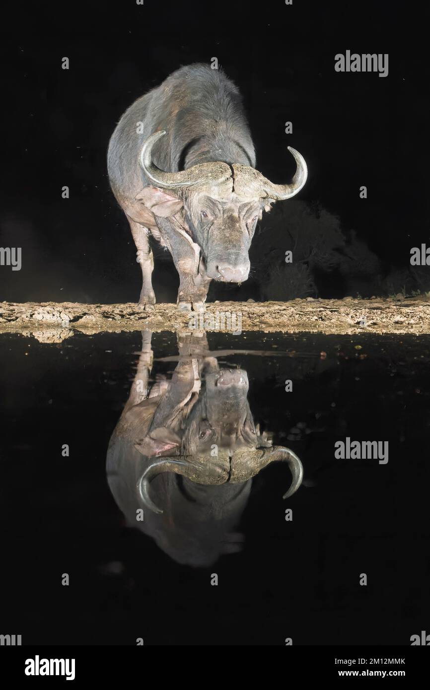 African buffalo (Syncerus caffer), drinking at night at the waterhole ...
