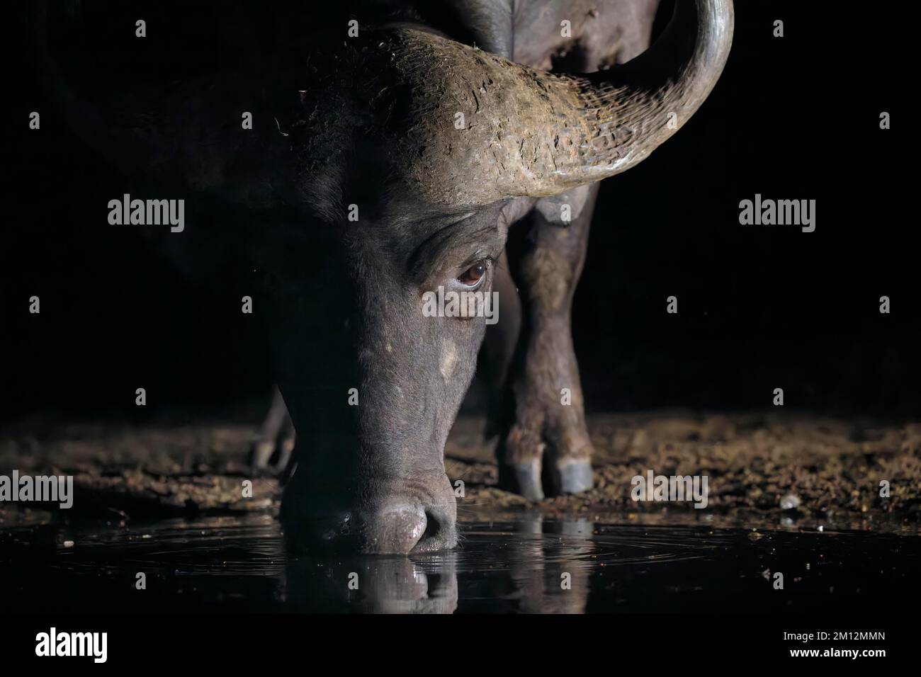 African buffalo (Syncerus caffer), drinking at night at the waterhole ...
