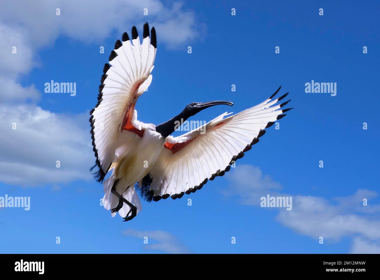 African Sacred Ibis (Threskiornis aethiopicus) in flight, Cape Town ...