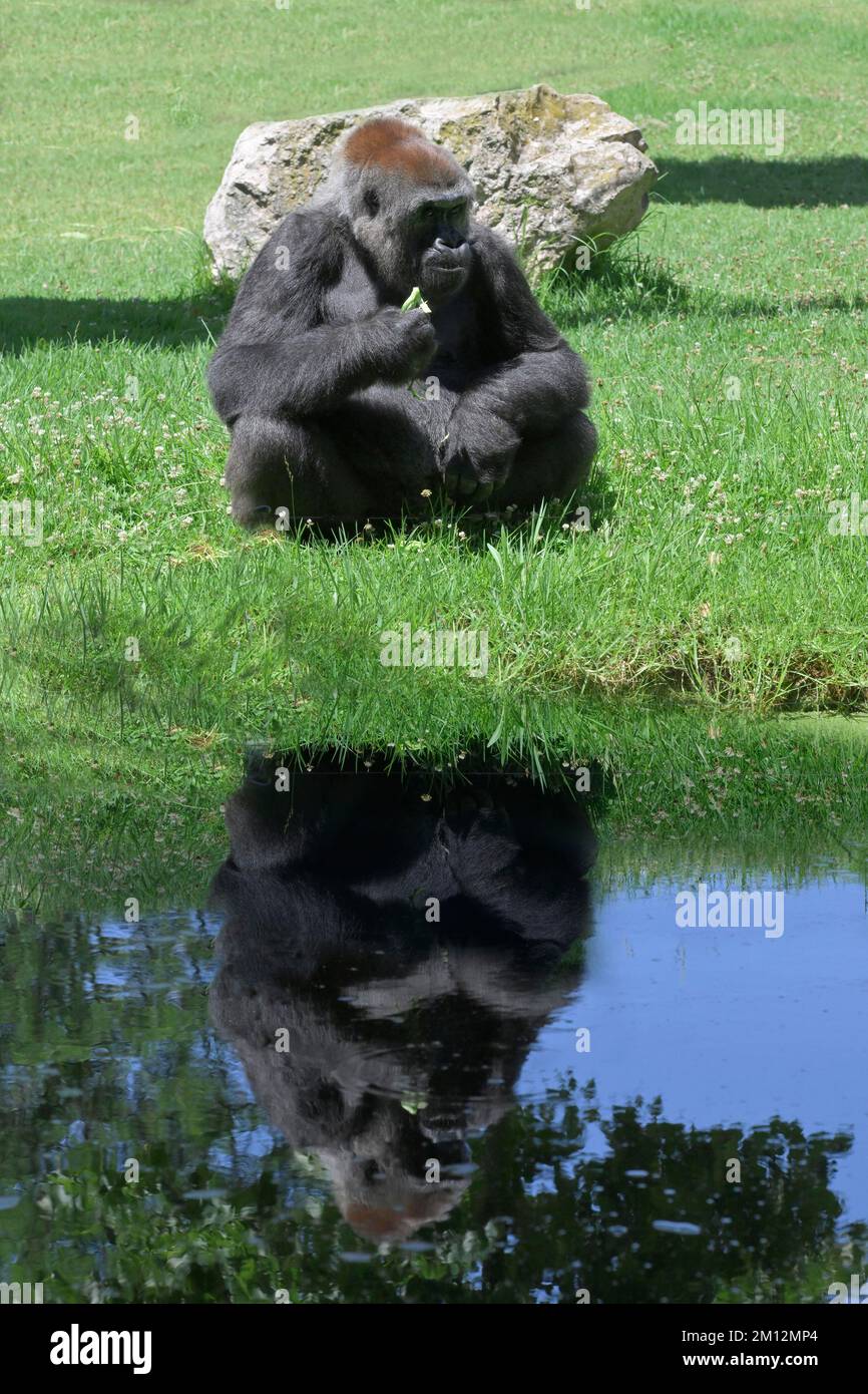 Critically endangered Western lowland gorilla (Gorilla gorilla gorilla ...