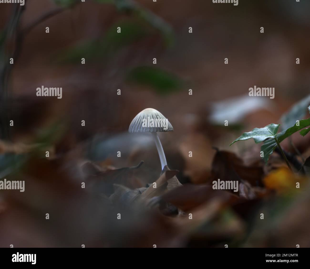 Small mushroom protruding from the carpet of leaves in a deciduous ...