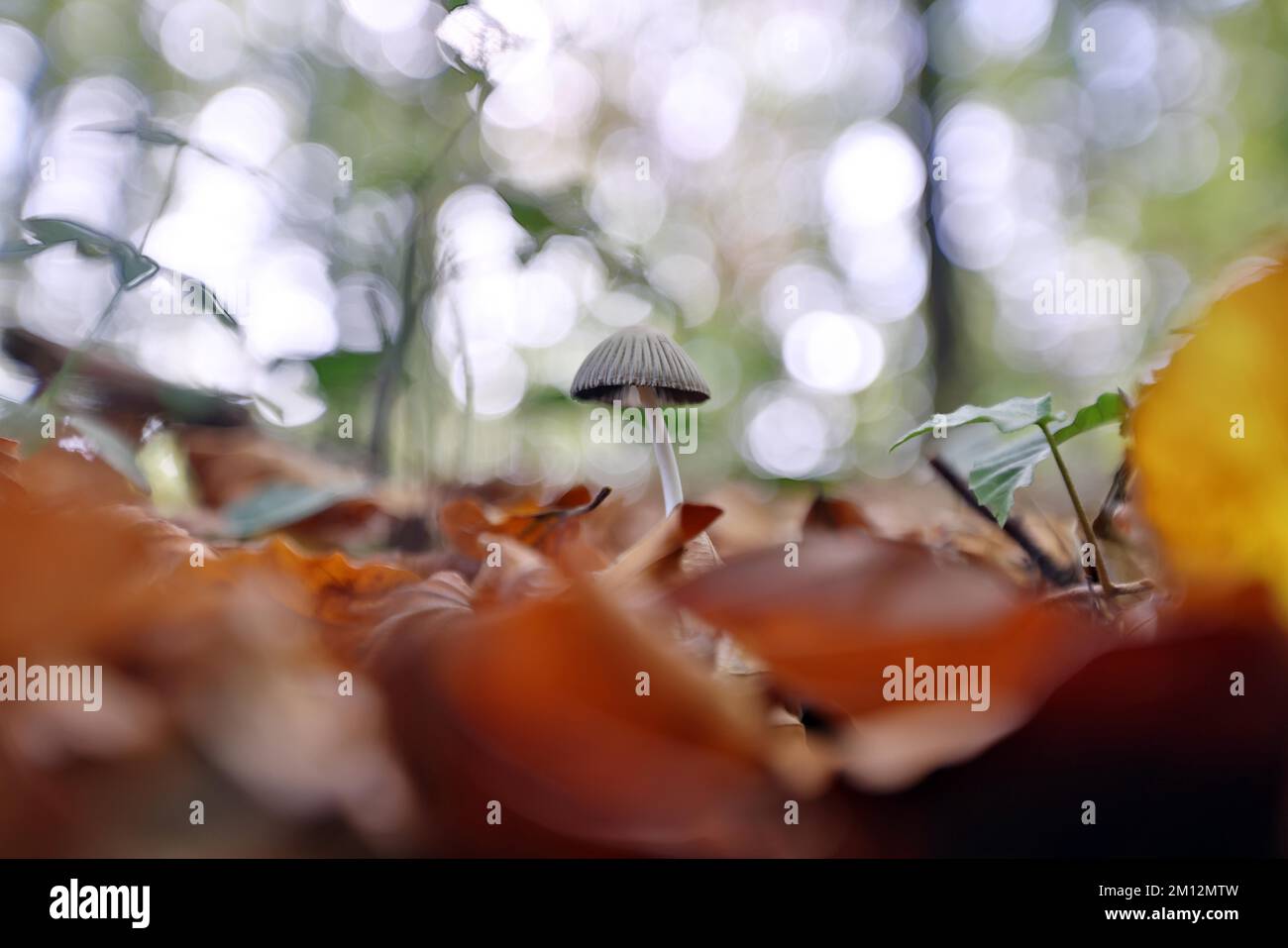 Small mushroom protruding from the carpet of leaves in a deciduous ...