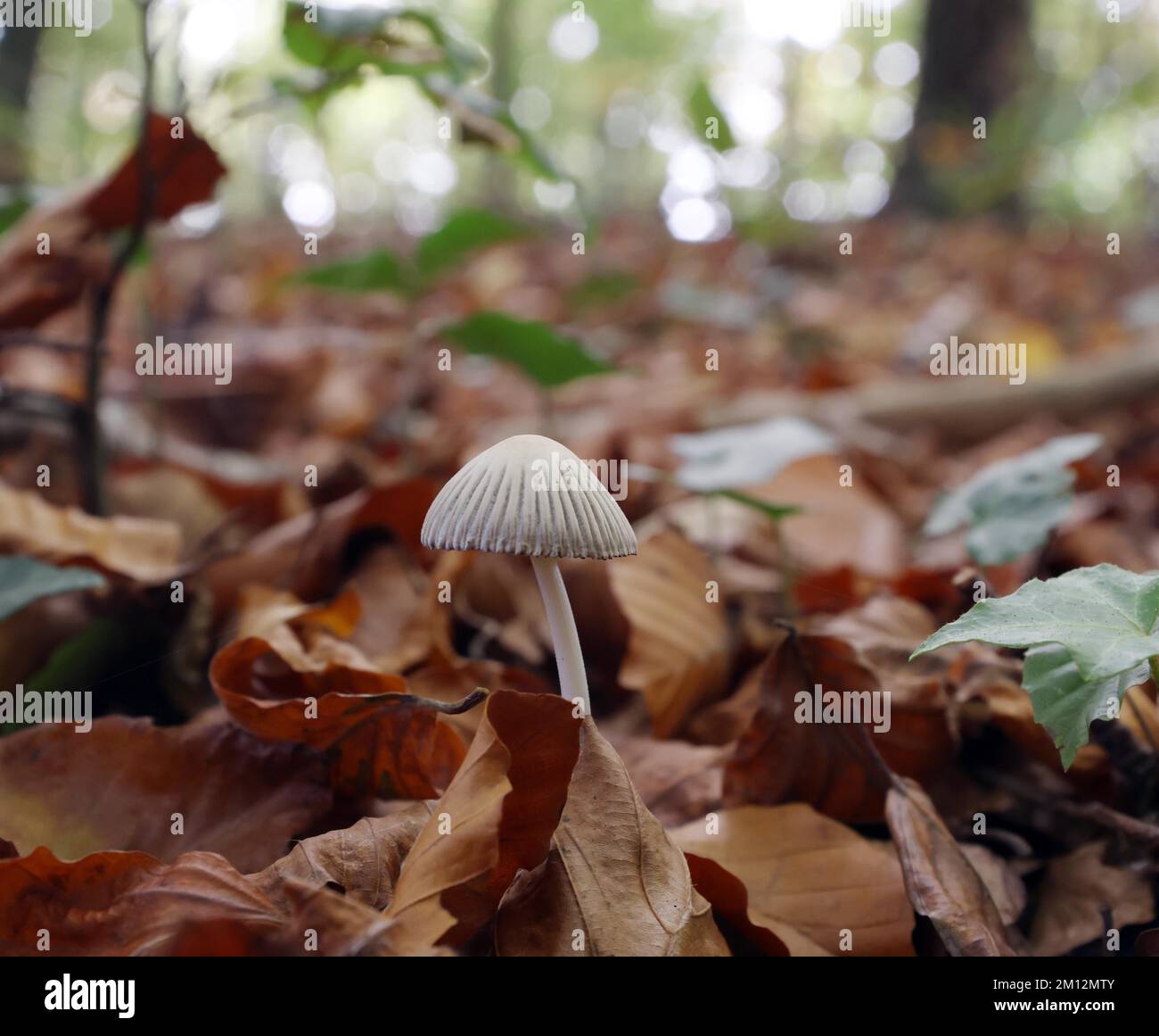 Small mushroom protruding from the carpet of leaves in a deciduous ...