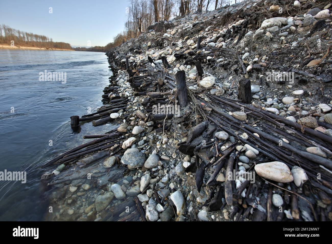 Exposed historic fascines on a river bank, renaturation of the Salzach ...