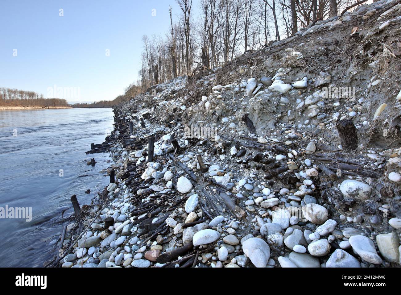 Exposed historic fascines on a river bank, renaturation of the Salzach ...